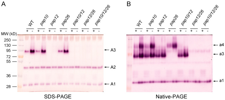 Analyses of Root-secreted Acid Phosphatase Activity in Arabidopsis - PMC