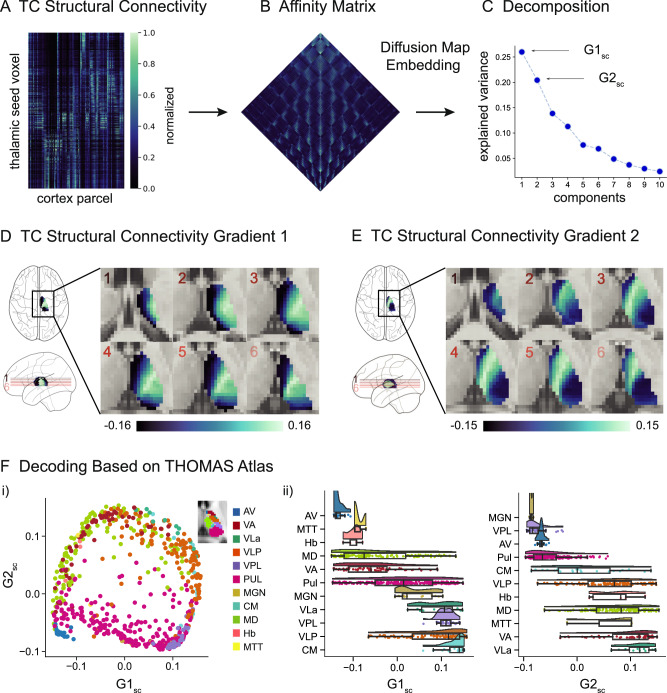 A multimodal characterization of low-dimensional thalamocortical structural connectivity ...