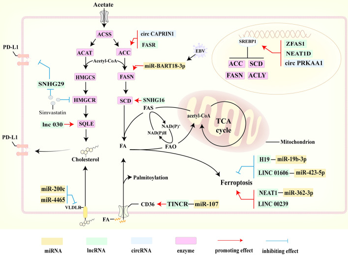 The roles and molecular mechanisms of non-coding RNA in cancer ...