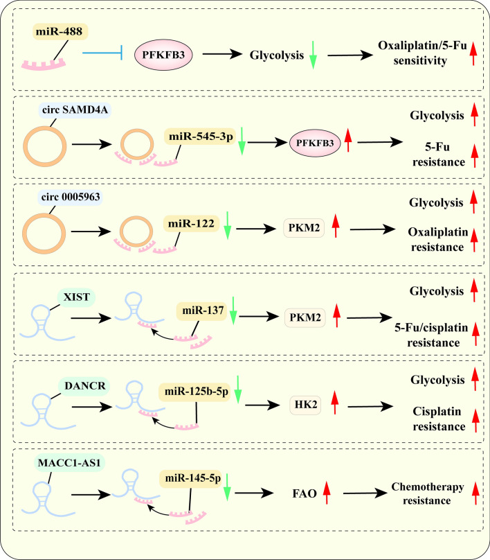 The roles and molecular mechanisms of non-coding RNA in cancer metabolic reprogramming - PMC