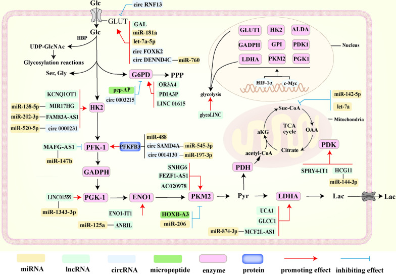 The roles and molecular mechanisms of non-coding RNA in cancer metabolic reprogramming - PMC