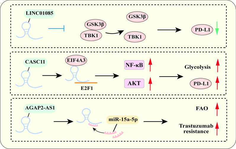 The roles and molecular mechanisms of non-coding RNA in cancer metabolic reprogramming - PMC