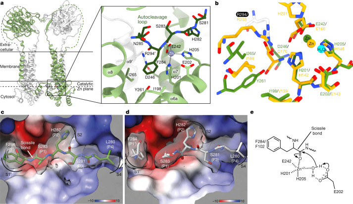 Structural basis of broad-spectrum β-lactam resistance in Staphylococcus aureus - PMC