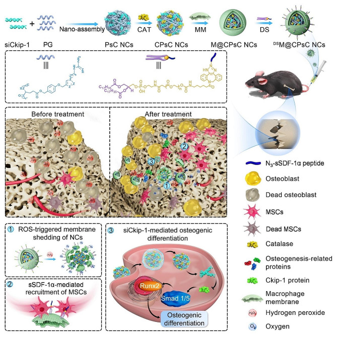 Macrophage membrane-reversibly camouflaged nanotherapeutics accelerate fracture healing by ...