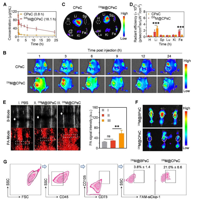 Macrophage membrane-reversibly camouflaged nanotherapeutics accelerate fracture healing by ...