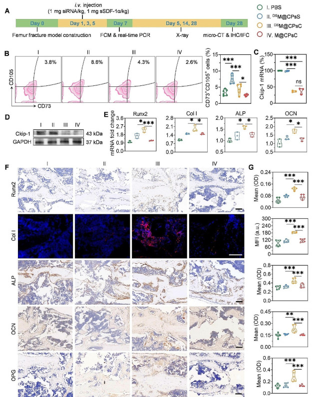Macrophage membrane-reversibly camouflaged nanotherapeutics accelerate fracture healing by ...