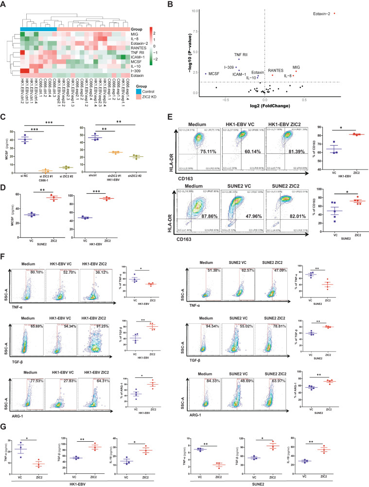 ZIC2 induces pro-tumor macrophage polarization in nasopharyngeal carcinoma by activating the ...