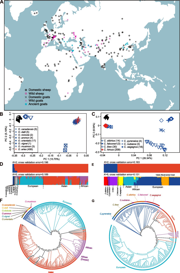 Structural variant landscapes reveal convergent signatures of evolution in sheep and goats - PMC