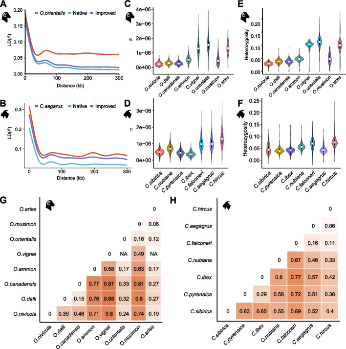 Structural variant landscapes reveal convergent signatures of evolution in sheep and goats - PMC