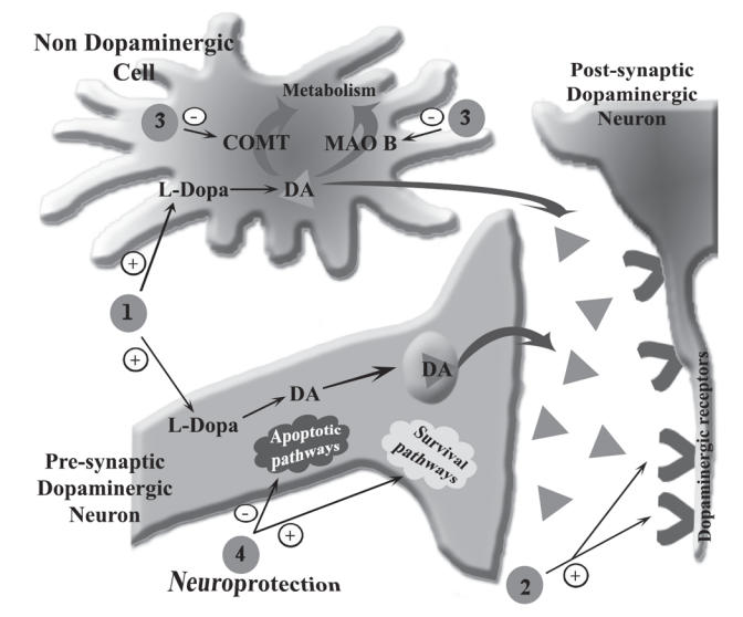 Rasagiline – a novel MAO B inhibitor in Parkinson’s disease therapy - PMC