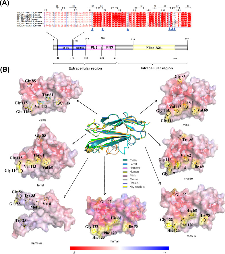 Susceptibility of bovine to SARS-CoV-2 variants of concern: insights from ACE2, AXL, and NRP1 ...
