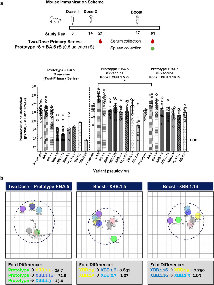XBB.1.5 spike protein COVID-19 vaccine induces broadly neutralizing and cellular immune ...