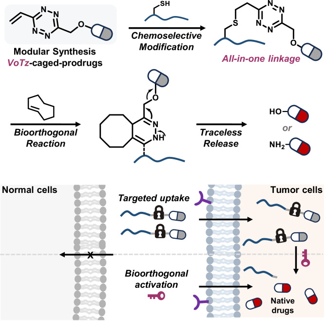 An all-in-one tetrazine reagent for cysteine-selective labeling and bioorthogonal activable ...