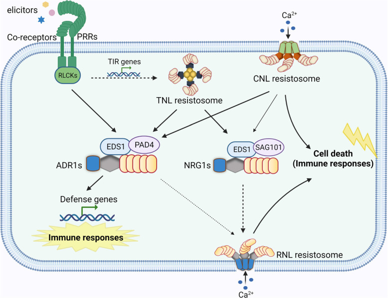 Research on ADR1s helps understanding the plant immune network - PMC