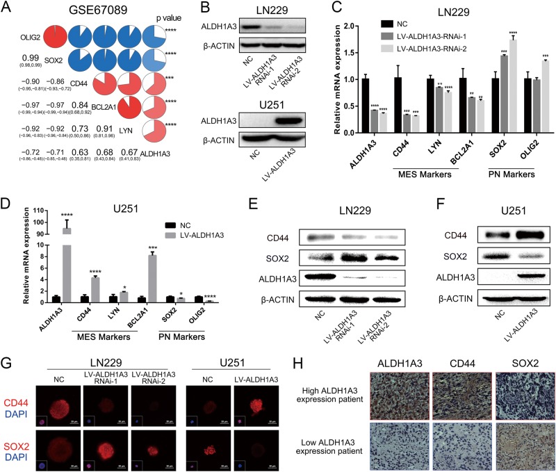 ALDH1A3 induces mesenchymal differentiation and serves as a predictor ...