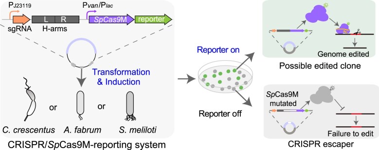 A CRISPR-SpCas9M-reporting system for efficient and rapid genome editing in Caulobacter ...