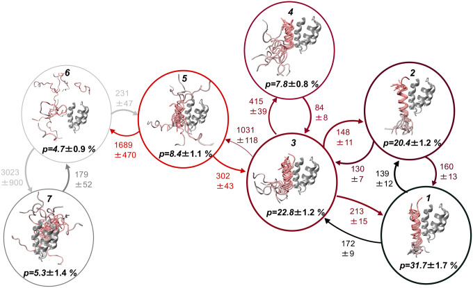 Folding-upon-binding pathways of an intrinsically disordered protein from a deep Markov state ...