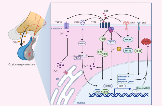 Therapeutic uses of oxytocin in stress-related neuropsychiatric disorders - PMC
