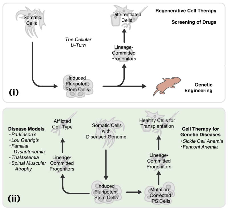 Switching cell fate: the remarkable rise of iPS cells and lineage ...