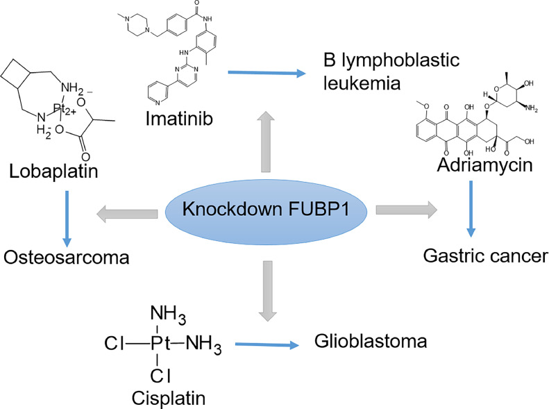 FUBP1 in human cancer: Characteristics, functions, and potential applications - PMC