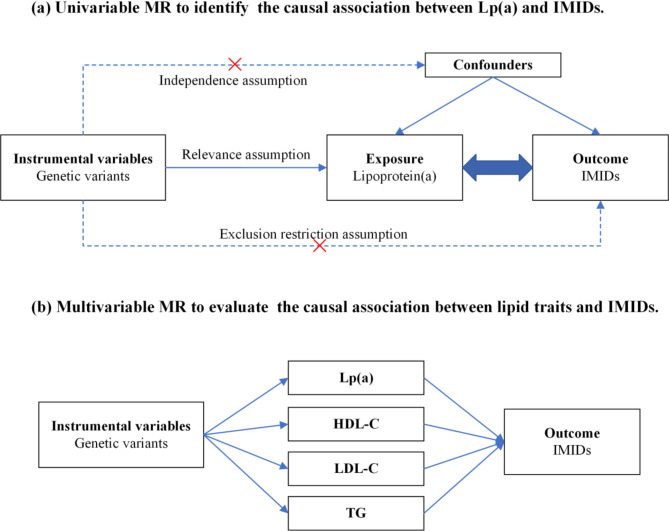Mendelian randomization analysis does not support a causal influence ...