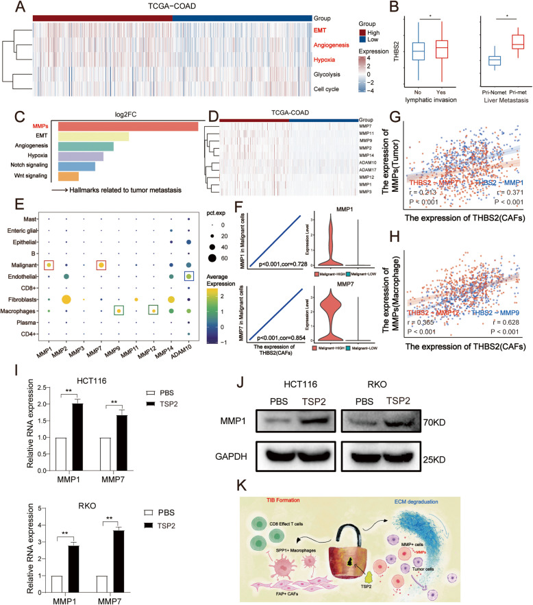 Identification of the "Collagen-Macrophage" sub-category of patients with colorectal cancer as ...