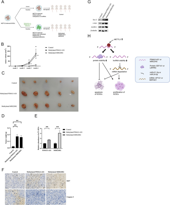 Methylated lncRNAs suppress apoptosis of gastric cancer stem cells via the lncRNA–miRNA/protein ...