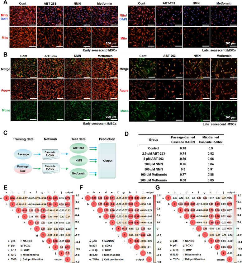 Morphology-based deep learning enables accurate detection of senescence in mesenchymal stem cell ...