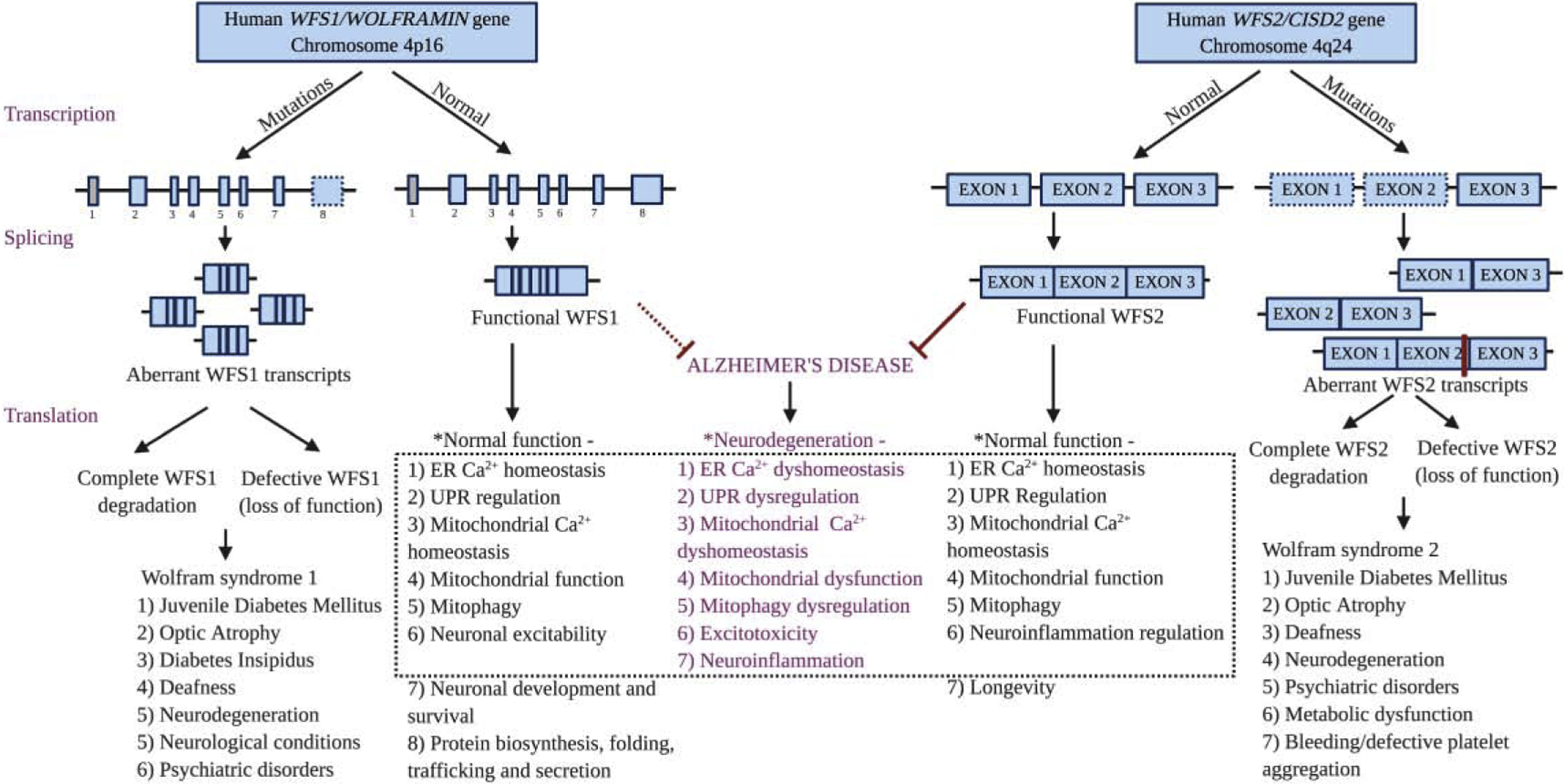 Function of WFS1 and WFS2 in the Central Nervous System: Implications for Wolfram Syndrome and ...