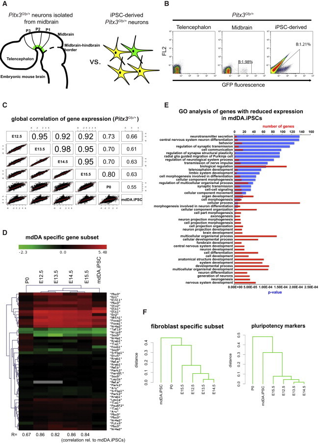 Detailed Analysis of the Genetic and Epigenetic Signatures of iPSC-Derived Mesodiencephalic ...