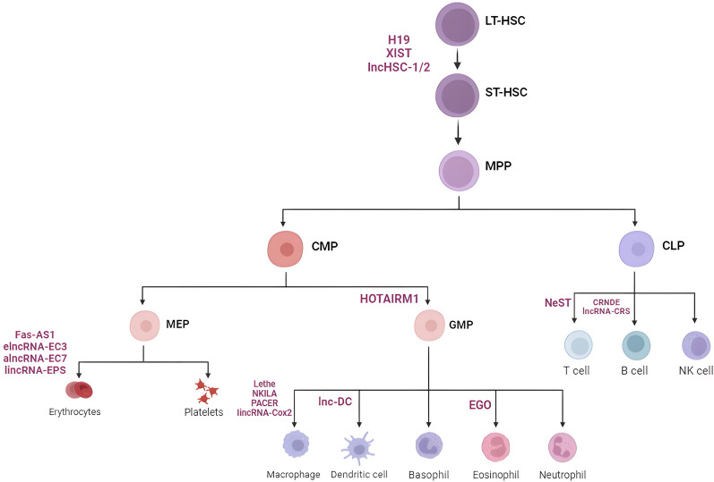 Long noncoding RNAs in acute myeloid leukemia: biomarkers, prognostic indicators, and treatment ...