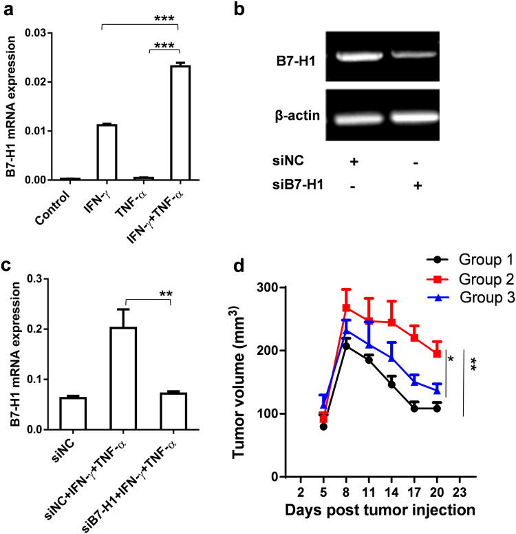 Cross-talk between TNF-α and IFN-γ signaling in induction of B7-H1 ...