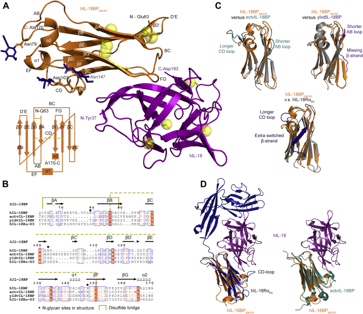 Structural basis of human IL-18 sequestration by the decoy receptor IL-18 binding protein in ...