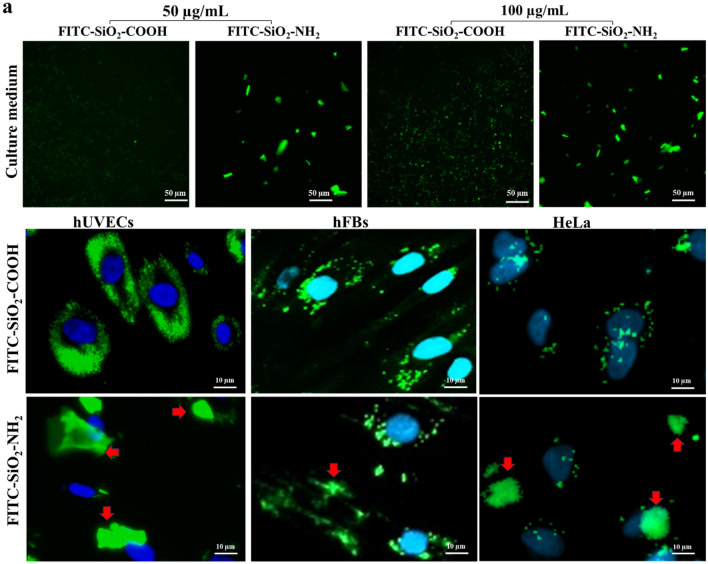 High biocompatible FITC-conjugated silica nanoparticles for cell labeling in both in vitro and ...