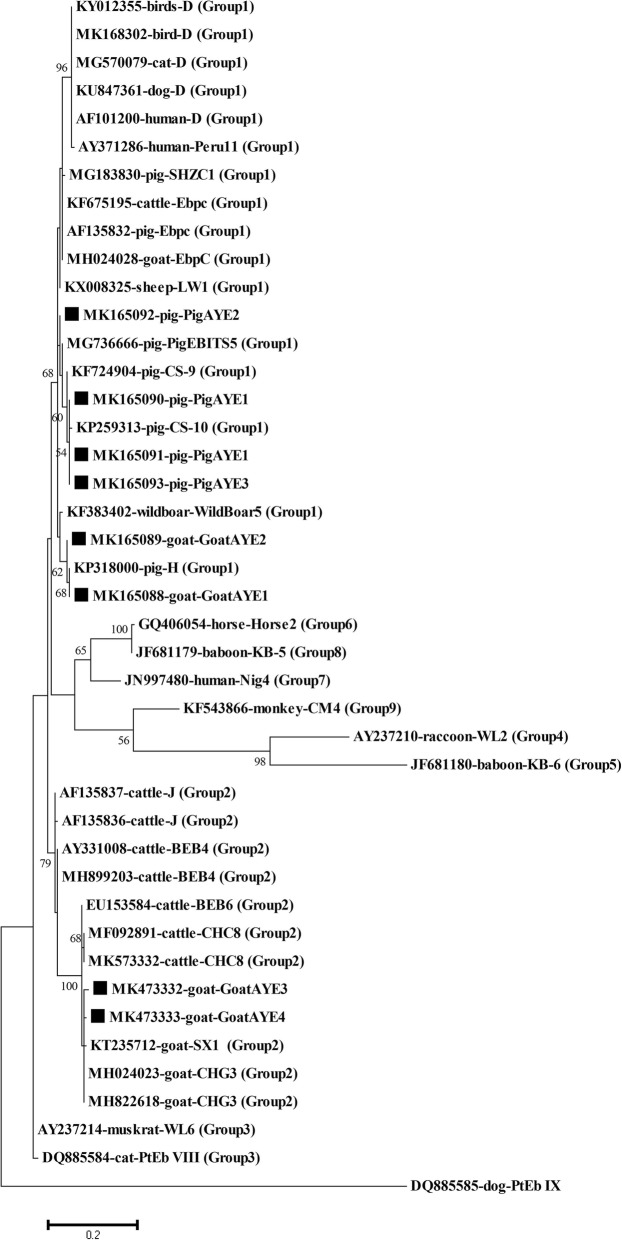 Identification of Enterocytozoon bieneusi in goats and cattle in ...