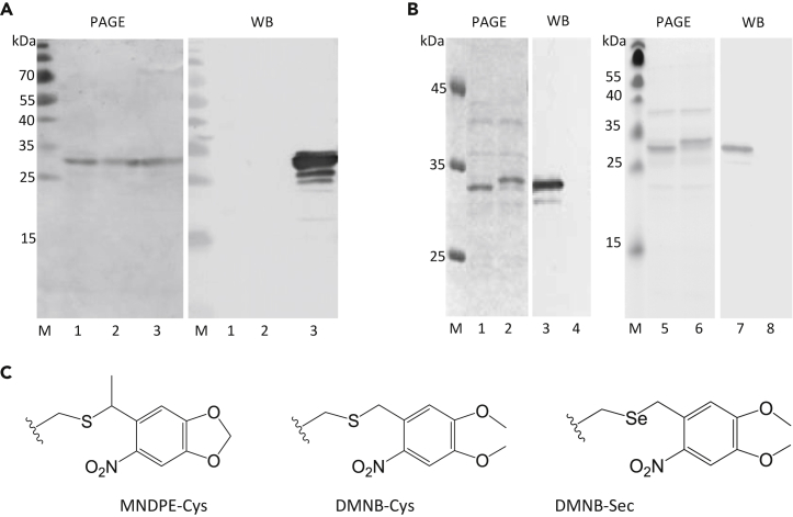 Photocage-Selective Capture and Light-Controlled Release of Target ...