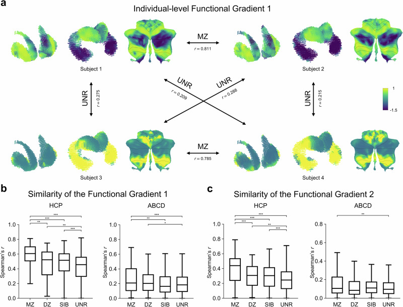 Heritability of functional gradients in the human subcortico-cortical ...
