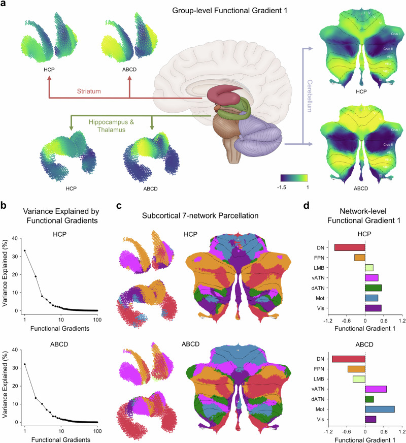 Heritability of functional gradients in the human subcortico-cortical ...