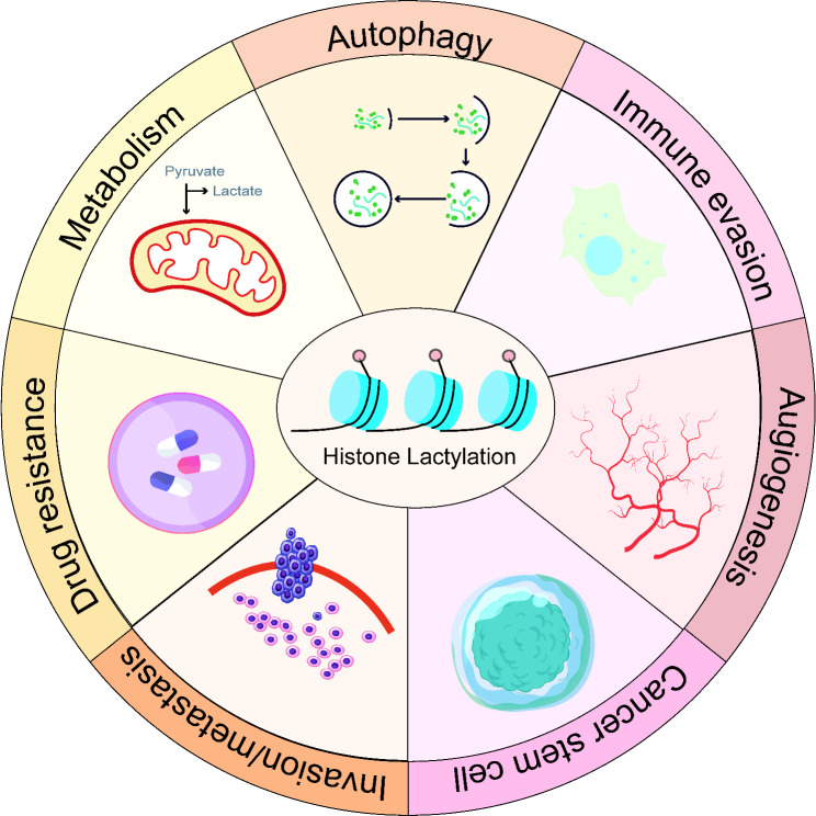 Lactylation modification in cancer: mechanisms, functions, and therapeutic strategies - PMC