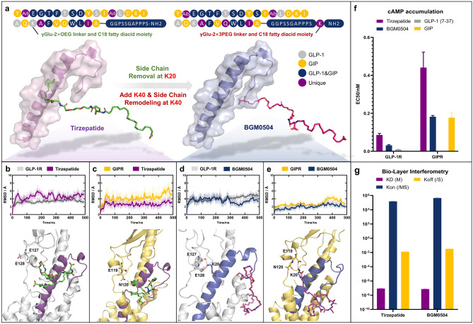 Molecular dynamics-guided optimization of BGM0504 enhances dual-target agonism for combating ...
