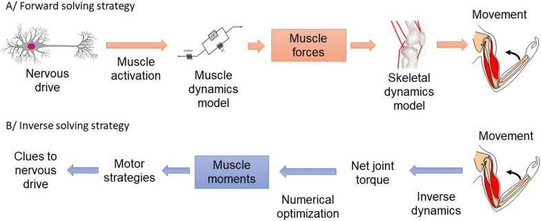 Biomechanical modeling for the estimation of muscle forces: toward a common language in ...