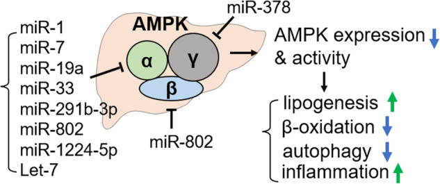 MicroRNA regulation of AMPK in nonalcoholic fatty liver disease - PMC