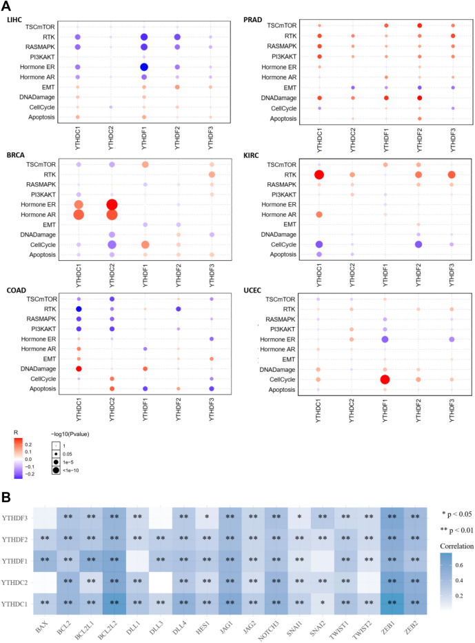 Bioinformatic analysis of m6A “reader” YTH family in pan-cancer as a clinical prognosis ...