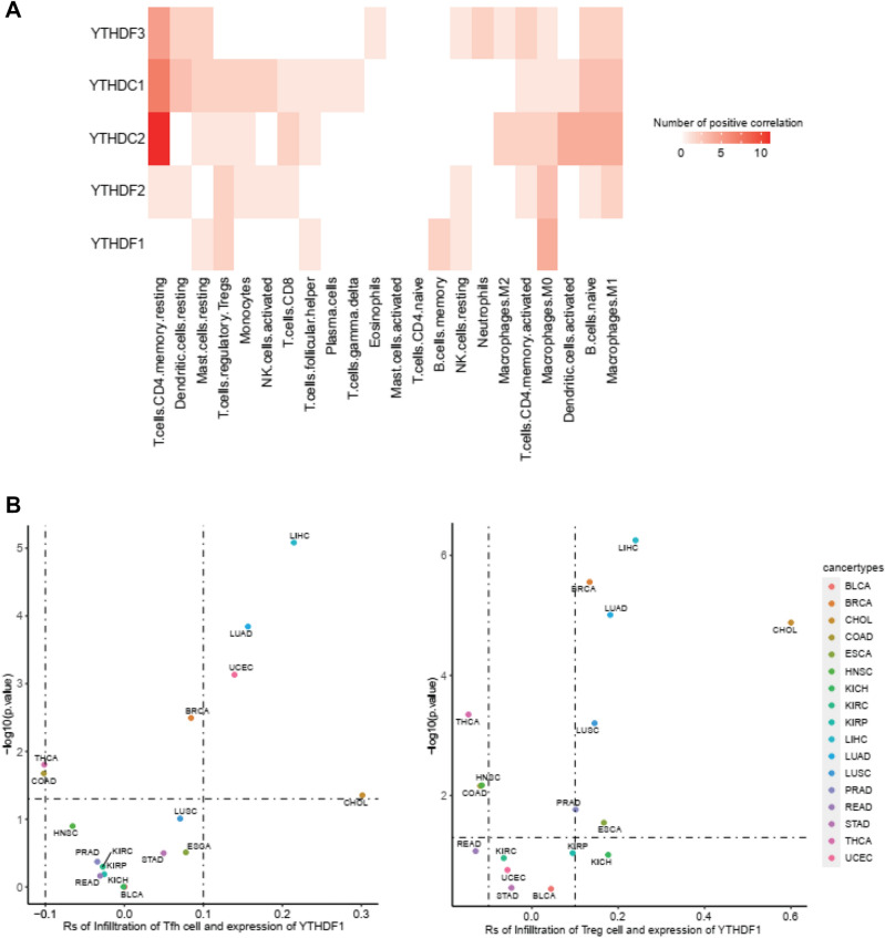 Bioinformatic analysis of m6A “reader” YTH family in pan-cancer as a clinical prognosis ...