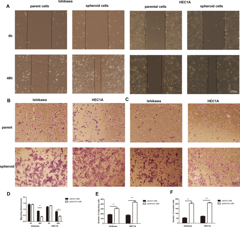 TMT-based quantitative proteomic analysis of spheroid cells of endometrial cancer possessing ...