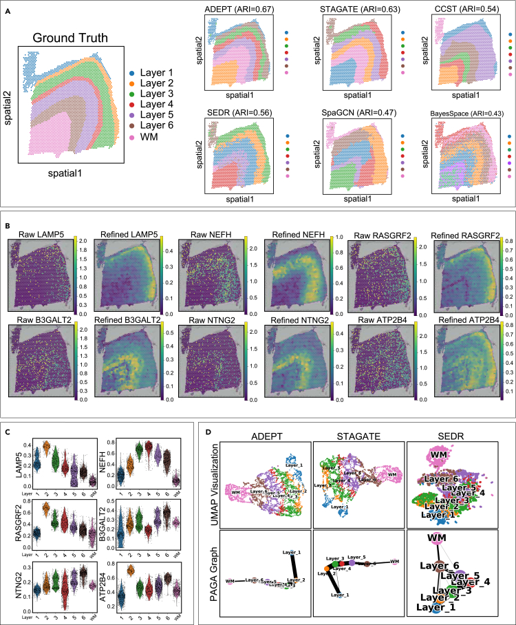 ADEPT: Autoencoder with differentially expressed genes and imputation for robust spatial ...