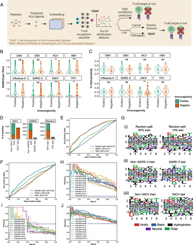 A robust deep learning workflow to predict CD8 + T-cell epitopes - PMC