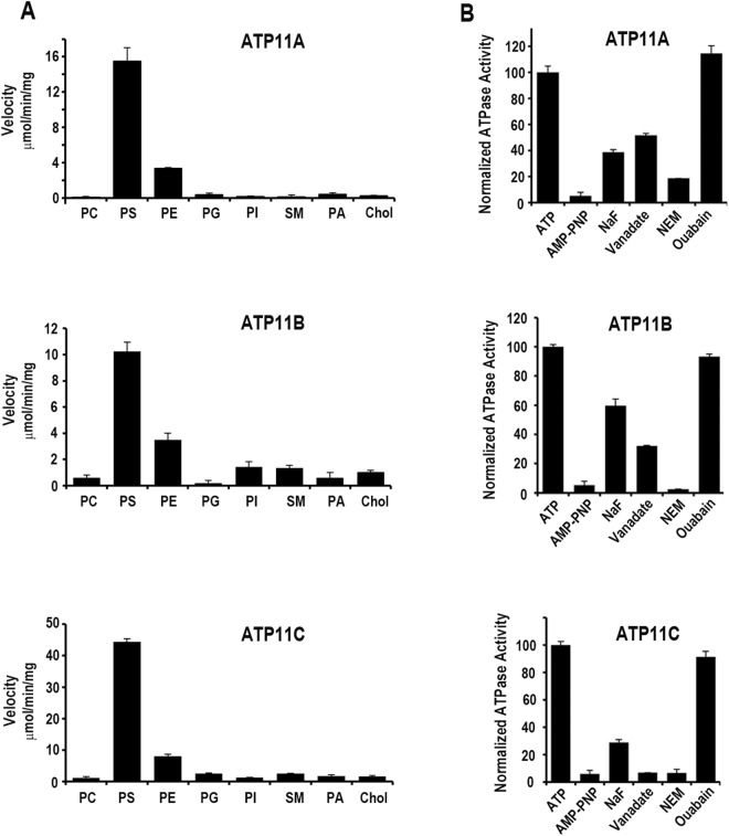 Proteomic Analysis and Functional Characterization of P4-ATPase Phospholipid Flippases from ...