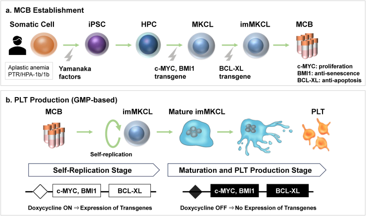 Mass production of iPSC-derived platelets toward the clinical ...