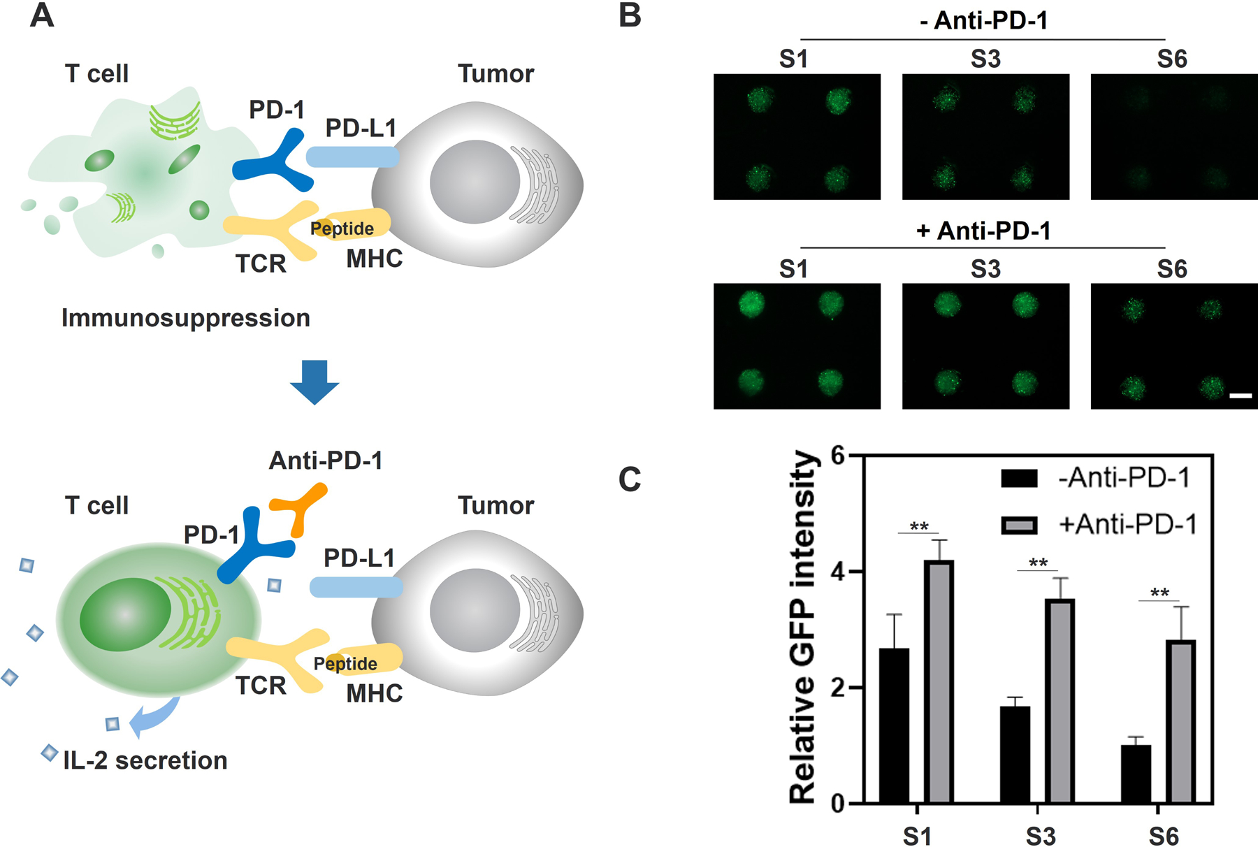 Cancer-on-a-chip for modeling immune checkpoint inhibitor and tumor interactions - PMC